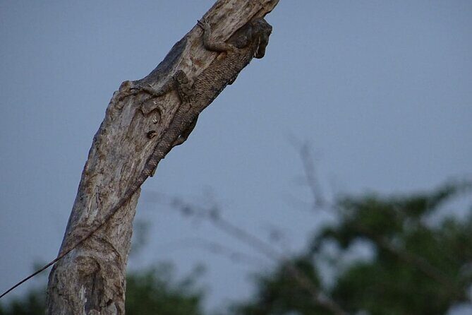 One Night Camping in Yala National Park - A Deeper Look at What the Tour Offers