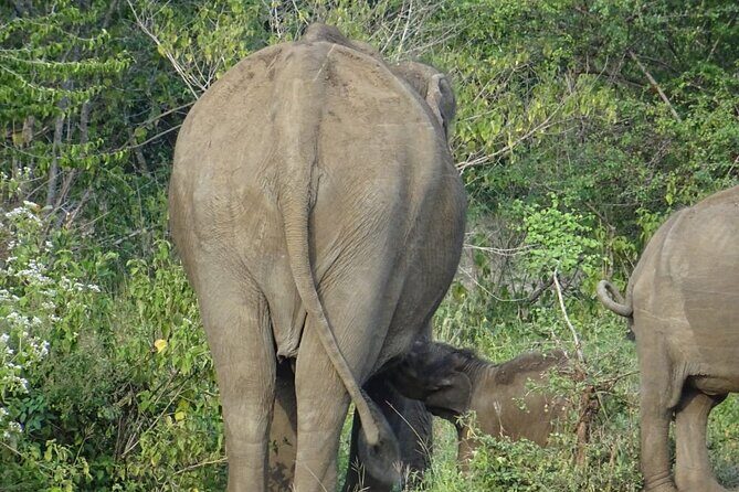 One Night Camping in Yala National Park - FAQ