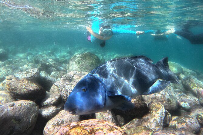 One on One Snorkel Experience - An In-Depth Look at the Snorkel Experience