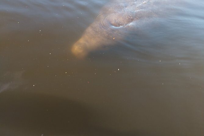 One Tandem Kayak Rental for 2 hours with Manatee & Dolphin sightings! - The Value of a Self-Guided Wildlife Paddle
