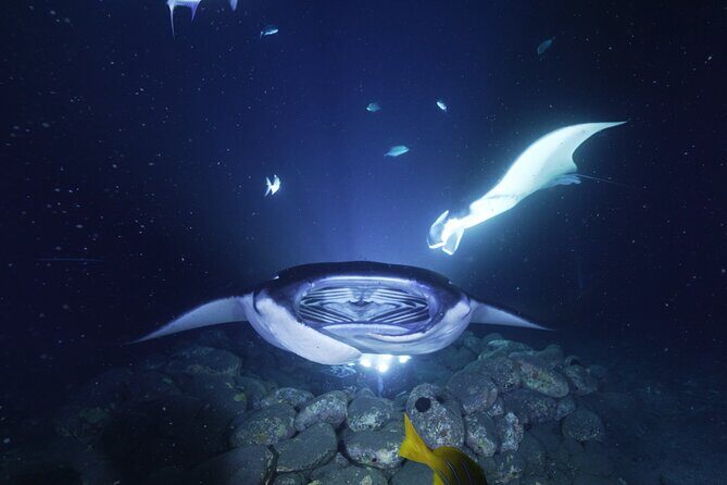 One Tank Manta Night Dive and Snorkel - Authentic Reviews and Insights