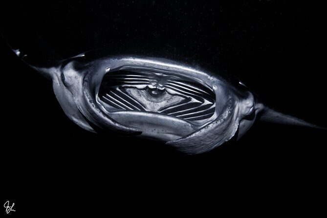One Tank Manta Night Dive and Snorkel - FAQ