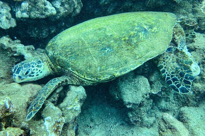 One Tank Scuba Diving in Kauai South Shore Certified Diver Only - Key Points