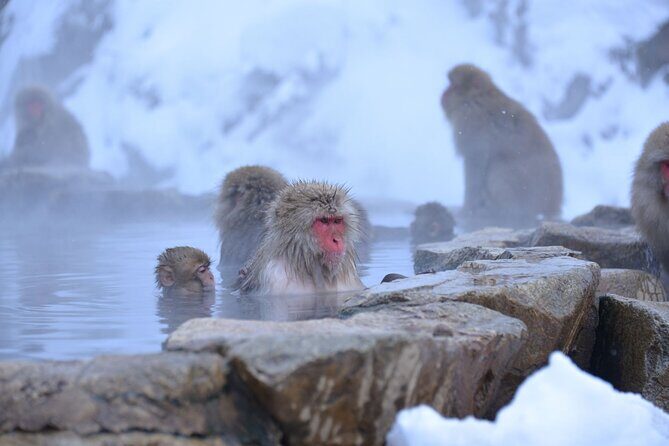 One Way Private Shuttle to Nagano Ski Centers - Who Will Appreciate This Service?