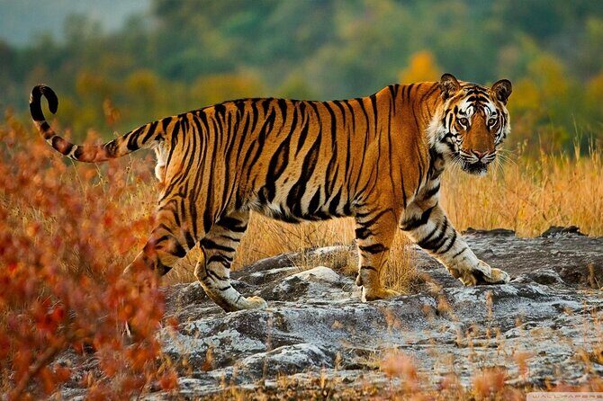 One-Way Private Transfer from Agra to Ranthambore - Key Points