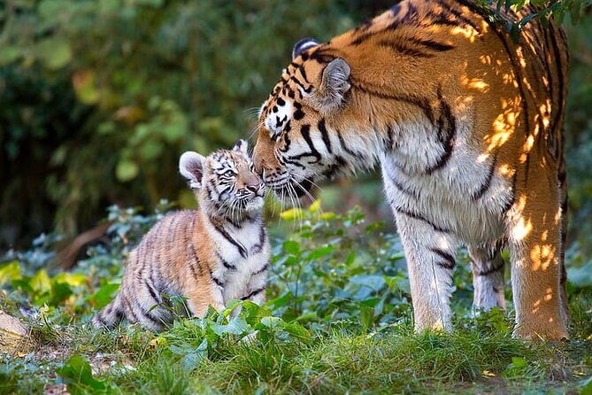 One-Way Private Transfer from Agra to Ranthambore - How Do the Reviews Shape the Experience?