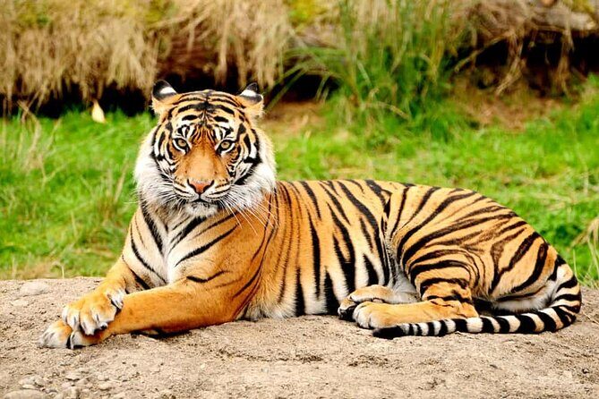 One-Way Private Transfer from Agra to Ranthambore - FAQ: Common Questions About This Transfer