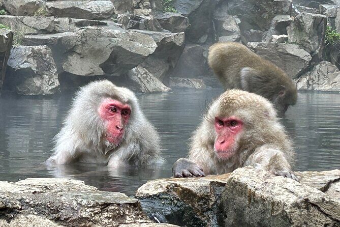 One Way Shuttle Van Transfer, Tokyo Nagano - Key Points