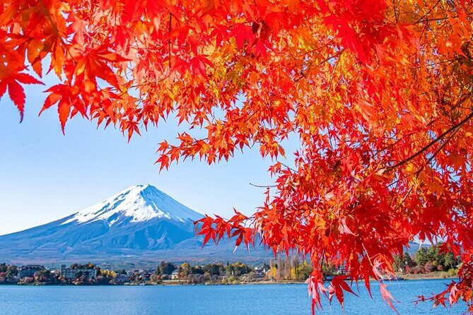 One Way Shuttle Van Transfer, TokyoYamanashi(Mt.Fuji) - The Itinerary: What to Expect