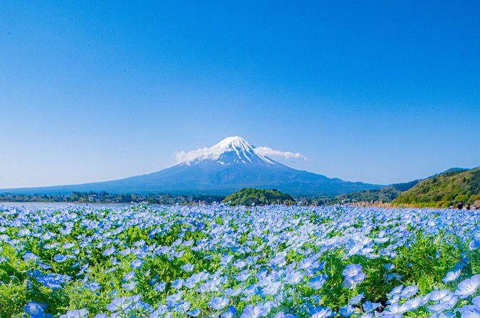 One Way Shuttle Van Transfer, TokyoYamanashi(Mt.Fuji) - Real Traveler Insights and Additional Tips