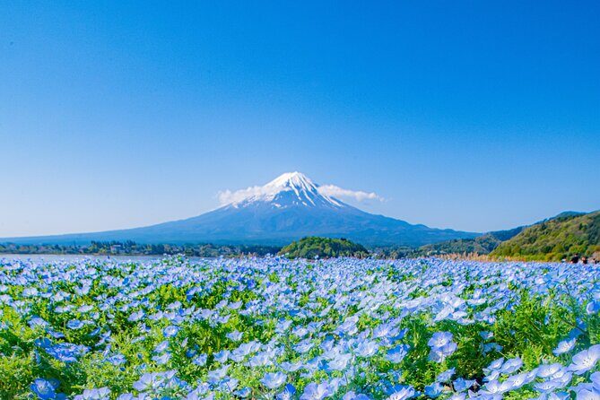 One Way Shuttle Van Transfer, TokyoYamanashi(Mt.Fuji) - Final Thoughts: Who Will Love This Service?