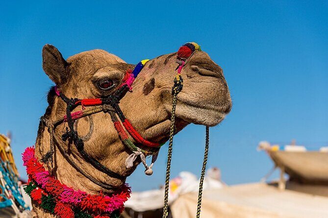 One Way Transfer From Jaipur To Pushkar in AC Vehicle - Why Choose This Transfer?