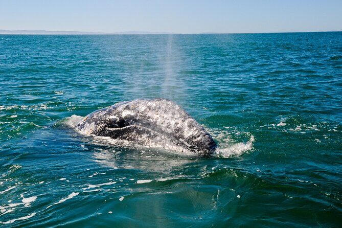 Only Wildlife and Whale Watching Tour Leaving from Seattle - An In-Depth Look at the Experience