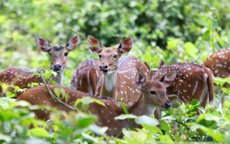 Ooty & Bandipur Safari Day Tour from Coimbatore - Key Points