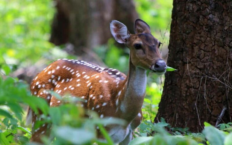 Ooty & Bandipur Safari Day Tour from Coimbatore - A Closer Look at the Experience