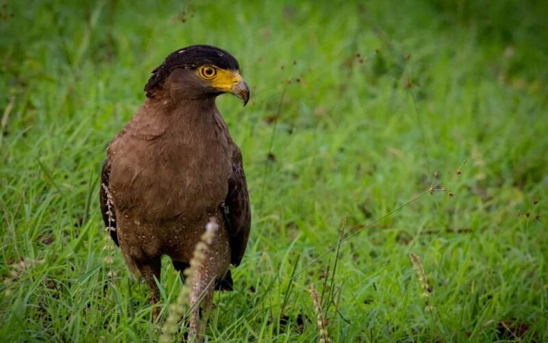 Ooty & Bandipur Safari Day Tour from Coimbatore - Practical Tips for Travelers