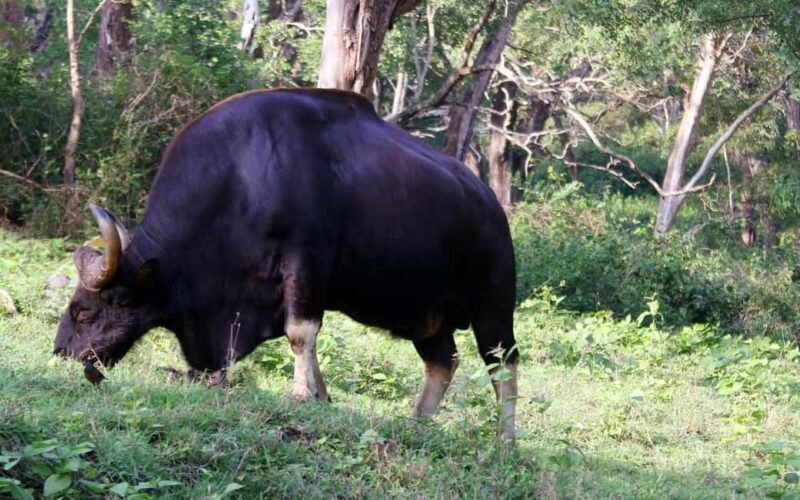 Ooty & Bandipur Safari Day Tour from Coimbatore - FAQs