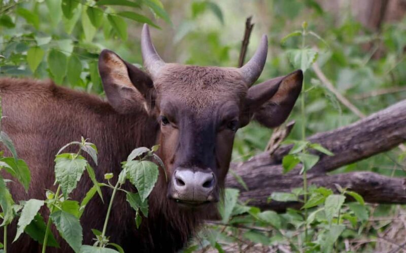 Ooty & Bandipur Safari Day Tour from Coimbatore - Who Is This Tour Best For?