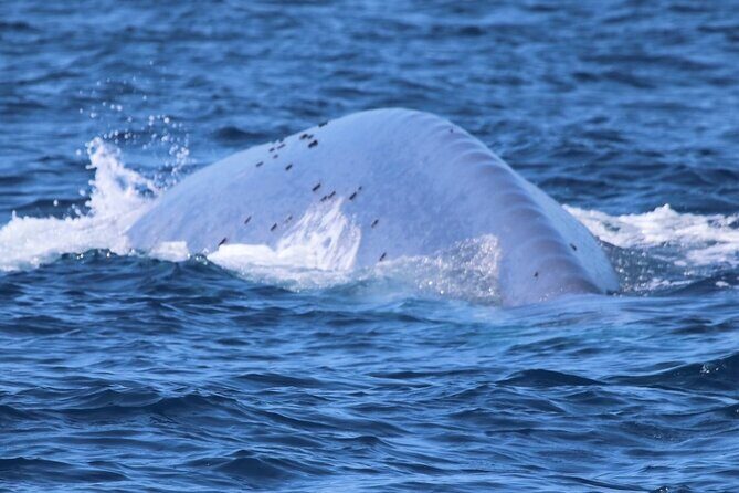 Open Boat Whale Watching - An In-Depth Look at the Open Boat Whale Watching Experience