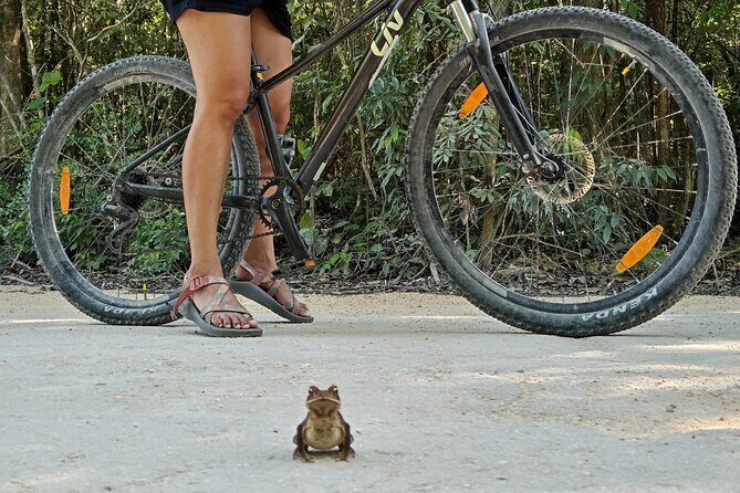 Open Cenote Bike and Swim Tour in the Jungle - An In-Depth Look at the Experience