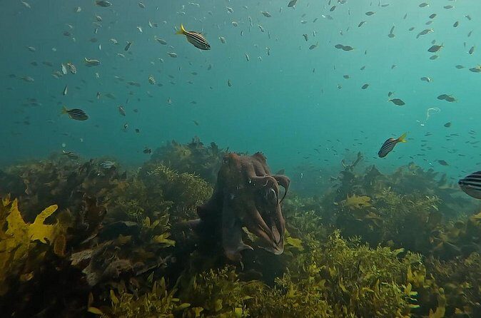 Open Group Snorkelling Experience - Final Thoughts