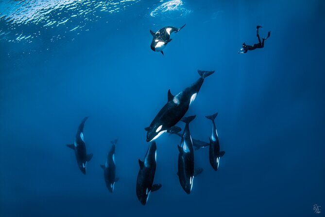 Open Ocean Safari: looking for orcas, dolphins & more - Discover La Paz’s Marine Wildlife with the Open Ocean Safari