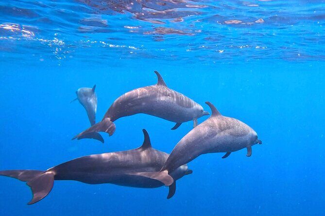 Open Ocean Safari: looking for orcas, dolphins & more - Key Points