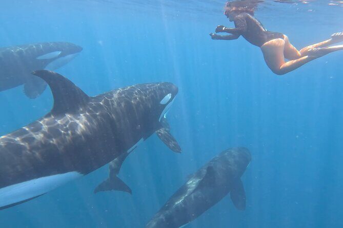 Open Ocean Safari: looking for orcas, dolphins & more - Who Will Love This Tour?