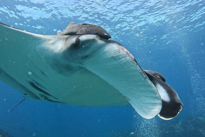 Open Ocean Safari: looking for orcas, dolphins & more - The Sum Up: The Right Choice for Authentic Ocean Encounters