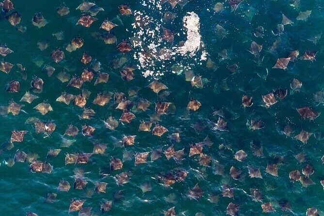 Open Ocean Safari: looking for orcas, dolphins & more - FAQs