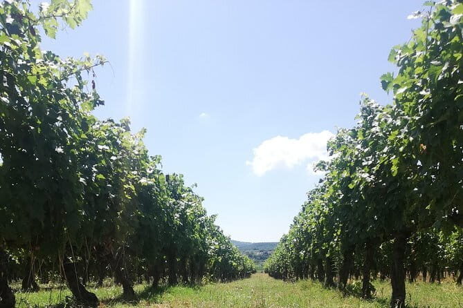 Open Top Van!! Half Day in Chianti with Wine Tasting - The Experience in Detail