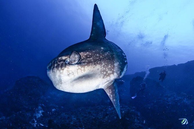 Open Water + Advanced Course - Premium Certifications Package in Nusa Lembongan - FAQ