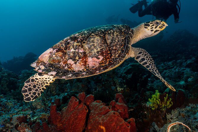 Open Water + Advanced Course - Premium Certifications Package in Pemuteran, Bali - The Itinerary: What You Can Expect