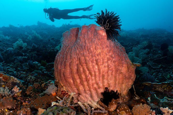 Open Water + Advanced Course - Premium Certifications Package in Pemuteran, Bali - The Value of Certification and Skill Building