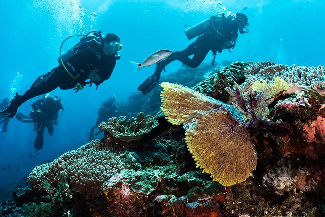 Open Water + Advanced Course - Premium Certifications Package in Pemuteran, Bali - Practical Details and Considerations