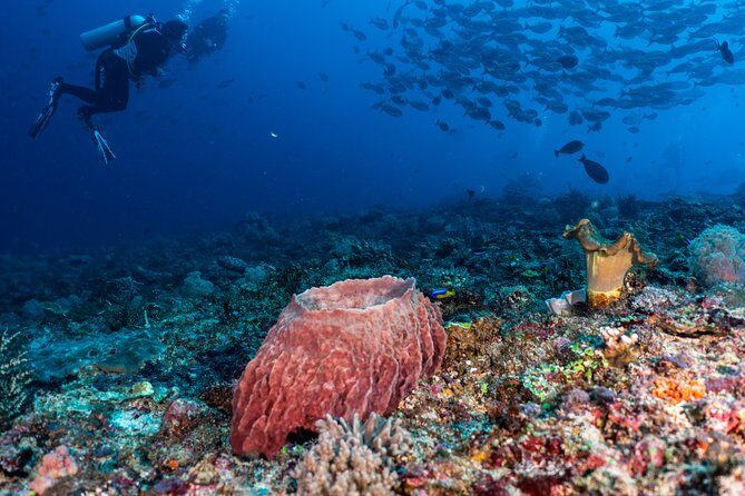 Open Water + Advanced Course - Premium Certifications Package in Pemuteran, Bali - Frequently Asked Questions