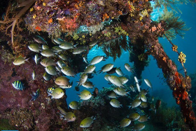 Open Water + Advanced Course - Premium Certifications Package in Tulamben - Who Should Consider This?