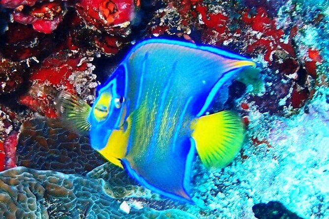 Open Water Certification Course-PADI - Key Points