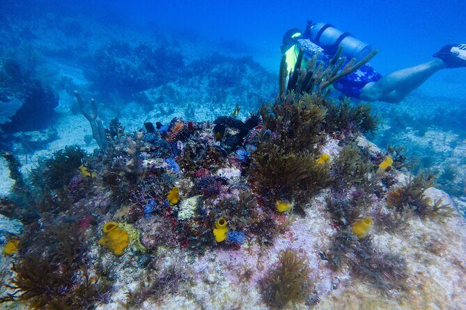 Open Water Certification Course-PADI - Detailed Breakdown of the Itinerary
