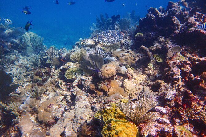 Open Water Certification Course-PADI - Pricing and Value