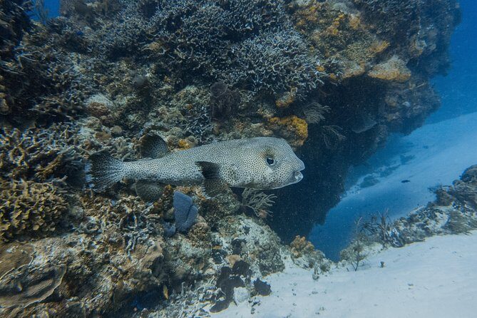 Open Water Course Cozumel - Final Thoughts