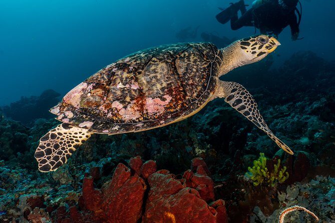 Open Water Course in Pemuteran - Get Certified in Bali - Detailed Itinerary Breakdown