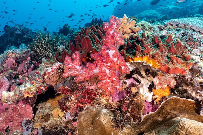 Open Water Course in Pemuteran - Get Certified in Bali - Practical Details and Logistics