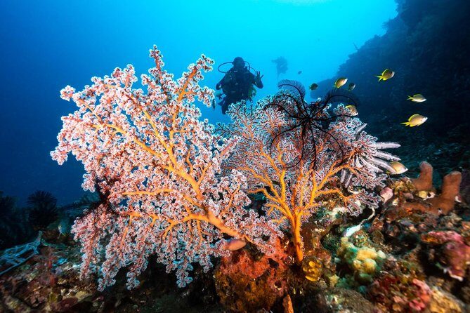 Open Water Course in Tulamben - Get Certified in Bali - Authentic Reviews and Praises