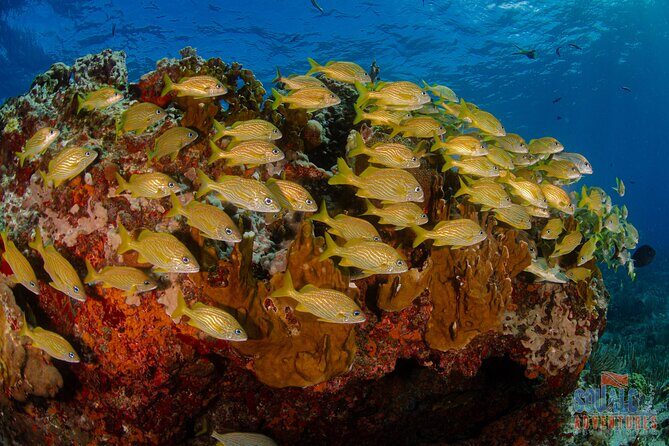 Open Water course Isla Mujeres - Why Choose This Course?