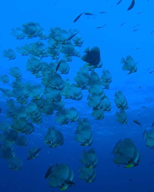 Open Water Course Koh Tao  2.5 Days + Free Hotel Pick up - What the Price Gets You