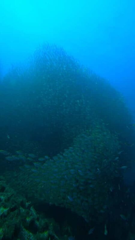 Open Water Course Koh Tao  2.5 Days + Free Hotel Pick up - The Environment and Overall Experience