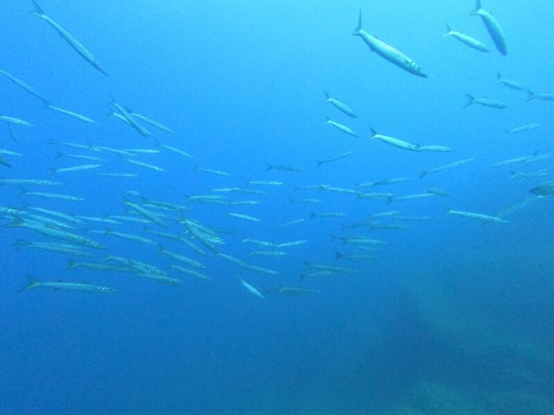 Open Water Diver 1st level course in Villasimius - The Experience in Capo Carbonara