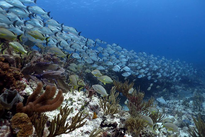 Open Water Diver 2-Day PADI Course in Playa del Carmen - Key Points