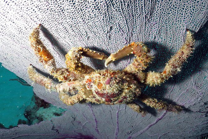 Open Water Diver 2-Day PADI Course in Playa del Carmen - FAQ: Your Questions Answered